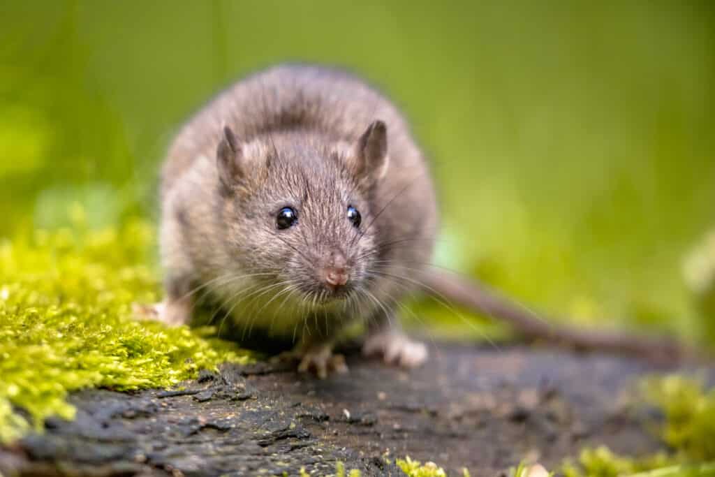 Learn About Sewer Rats | Rat & Rodent Control Naples, FL